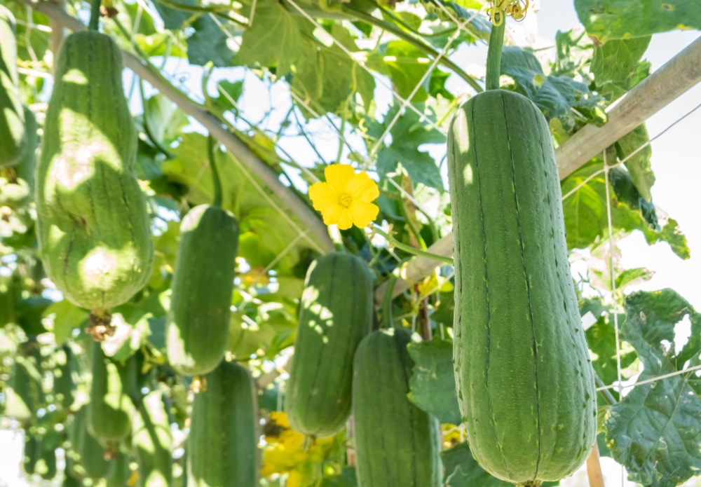 How to Grow a Luffa Sponge - Blue Eyed Mama | Family Recipes, Crafts ...